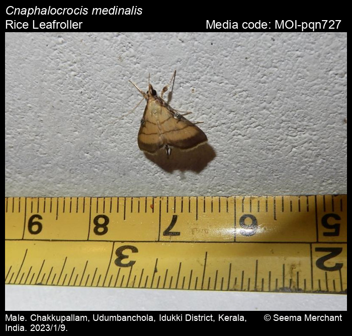 Cnaphalocrocis medinalis (Guenée, 1854) - Rice Leafroller | Moths